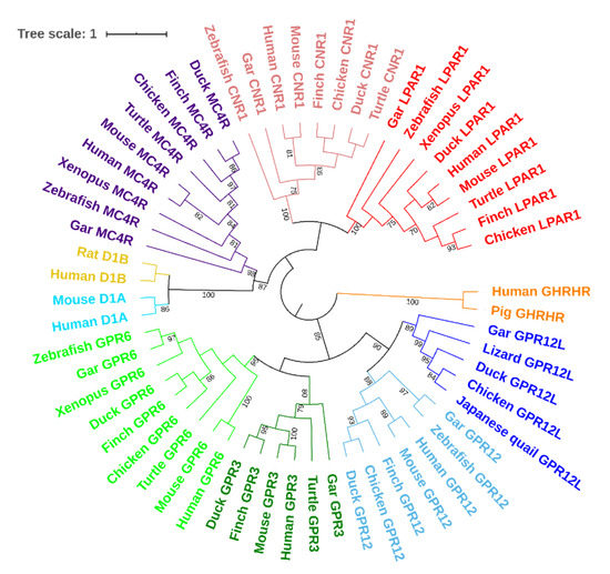Characterization of Four Orphan Receptors (GPR3, GPR6, GPR12 and GPR12L) in Chickens and Ducks ...