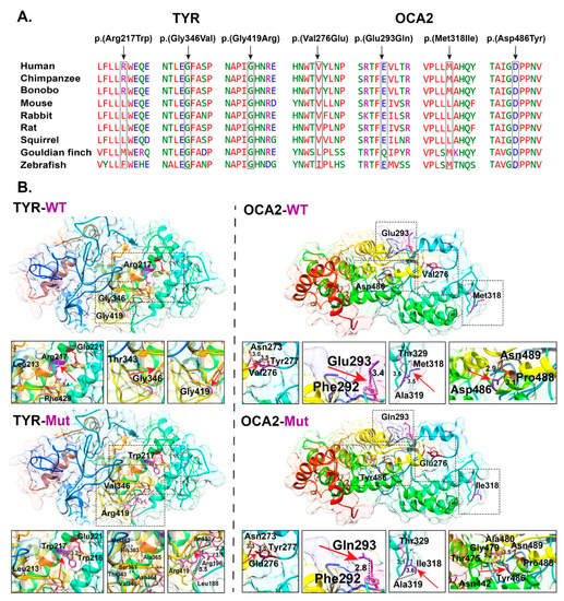 Genetic Causes of Oculocutaneous Albinism in Pakistani Population