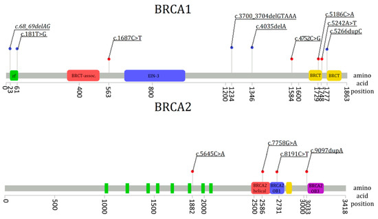 BRCA1/2 Mutation Detection in the Tumor Tissue from Selected Polish Patients with Breast Cancer ...