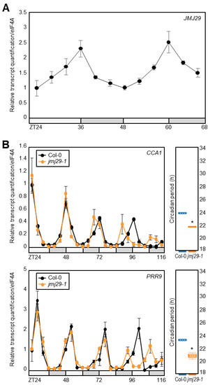 The Arabidopsis JMJ29 Protein Controls Circadian Oscillation through ...