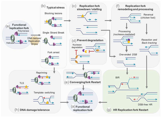 A Link between Replicative Stress, Lamin Proteins, and Inflammation
