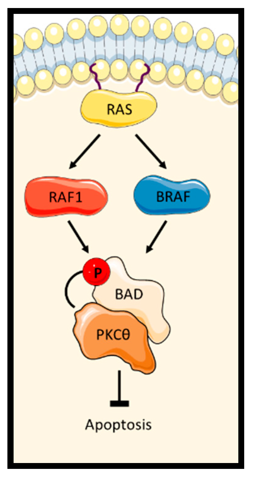 Hidden Targets in RAF Signalling Pathways to Block Oncogenic RAS Signalling