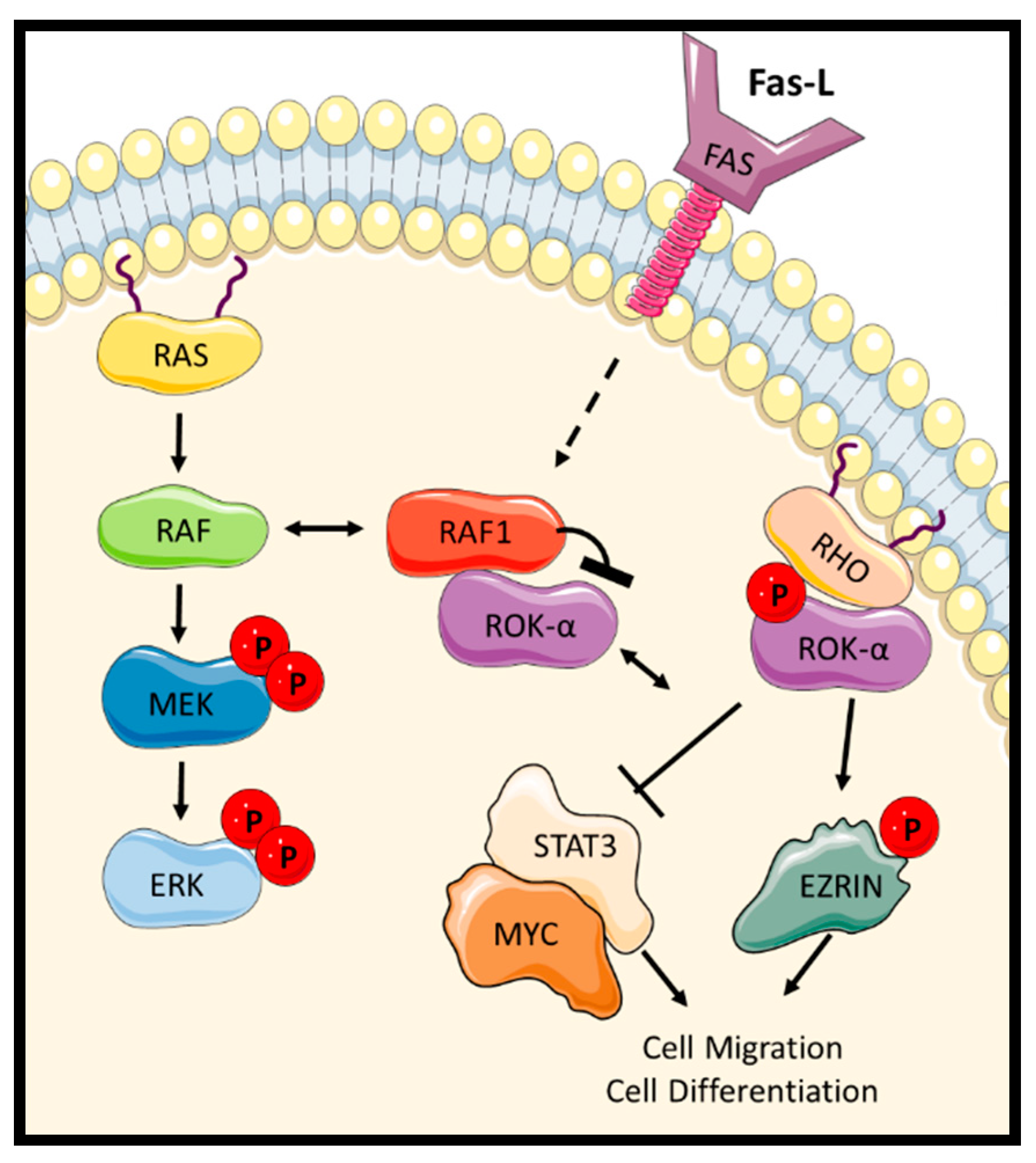 Hidden Targets in RAF Signalling Pathways to Block Oncogenic RAS Signalling