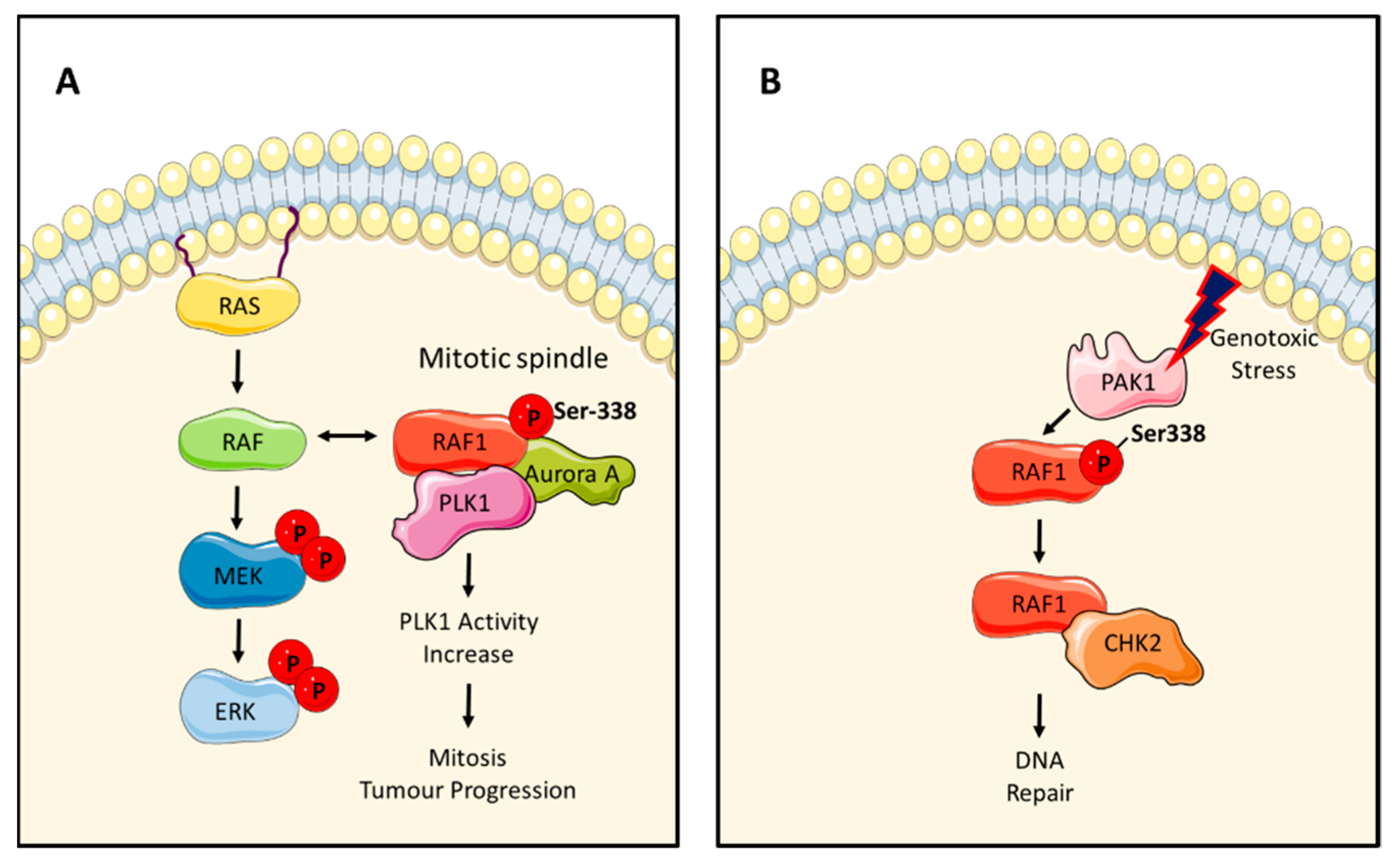 Hidden Targets in RAF Signalling Pathways to Block Oncogenic RAS Signalling