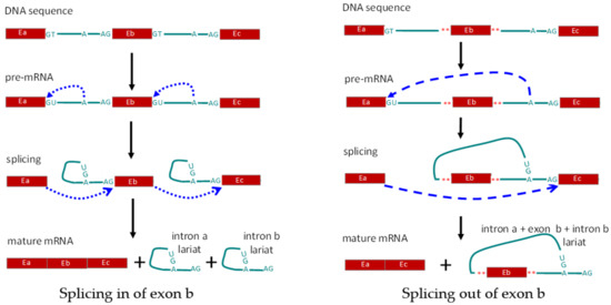Alternative Splicing of Pre-mRNA in the Control of Immune Activity