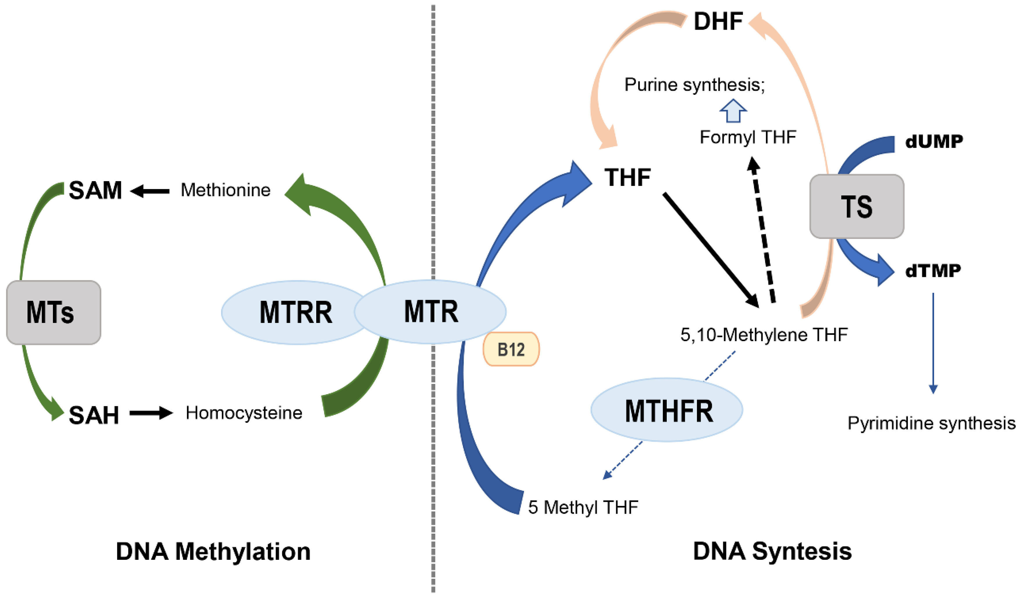 Genes Free Full Text Mthfr C677t And A1298c Polymorphisms In Breast