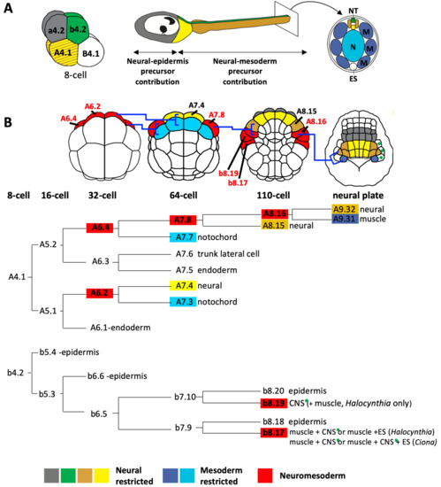 Neuromesodermal Lineage Contribution To Cns Development In Invertebrate And Vertebrate Chordates