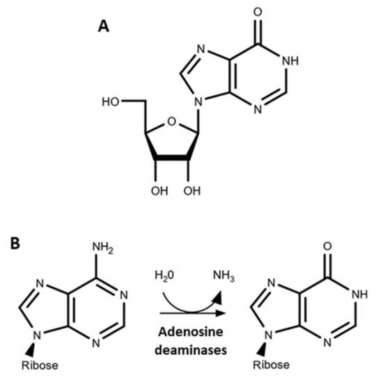 Inosine in Biology and Disease