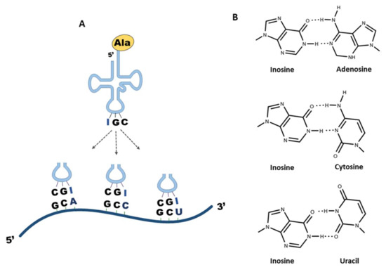 Inosine in Biology and Disease