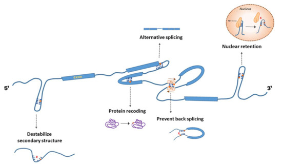 Inosine in Biology and Disease