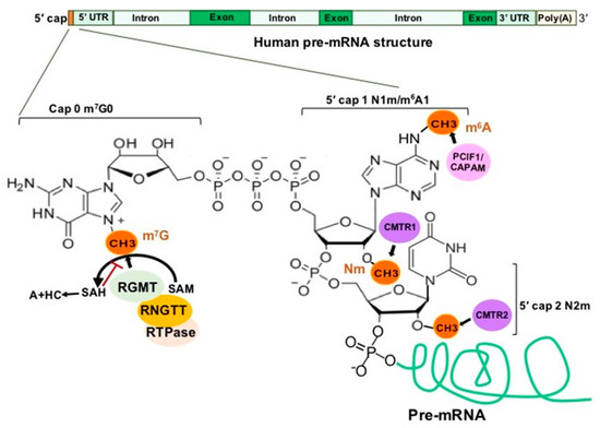 RNA Epigenetics: Fine-Tuning Chromatin Plasticity and Transcriptional ...
