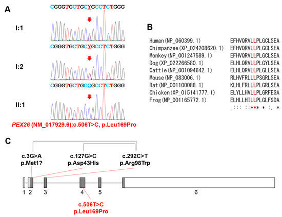 Identification of a Homozygous PEX26 Mutation in a Heimler Syndrome Patient