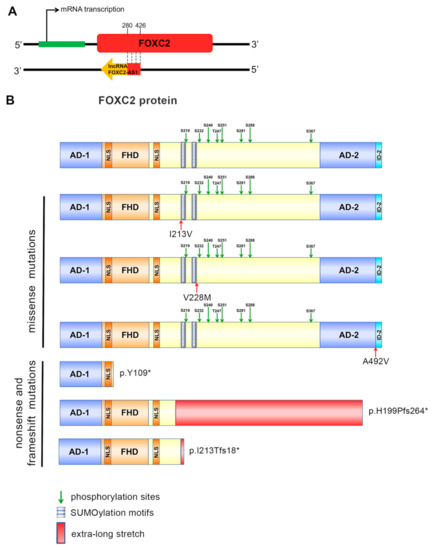 Imbalance between Expression of FOXC2 and Its lncRNA in Lymphedema ...