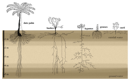 Rooting in the Desert: A Developmental Overview on Desert Plants
