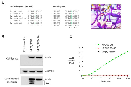 Genes | Free Full-Text | Novel Homozygous Inactivating Mutation in the ...