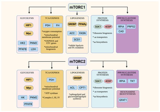 MTOR Signaling and Metabolism in Early T Cell Development