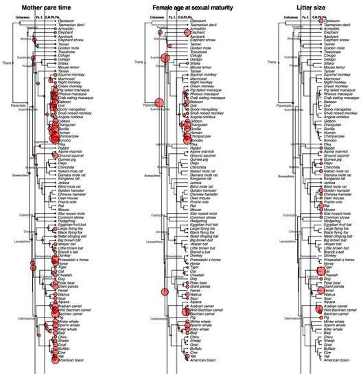 Evolution of Reproductive Life History in Mammals and the Associated ...