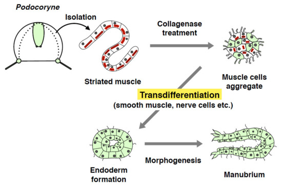 Regeneration Potential of Jellyfish: Cellular Mechanisms and Molecular ...
