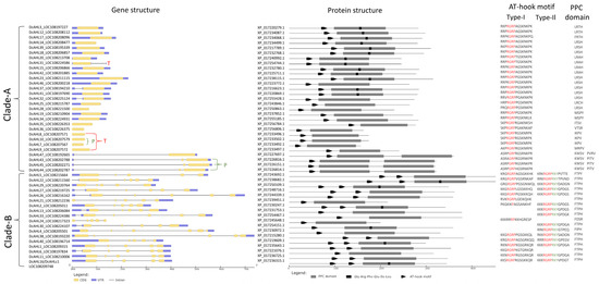 Characteristics of the AT-Hook Motif Containing Nuclear Localized (AHL ...