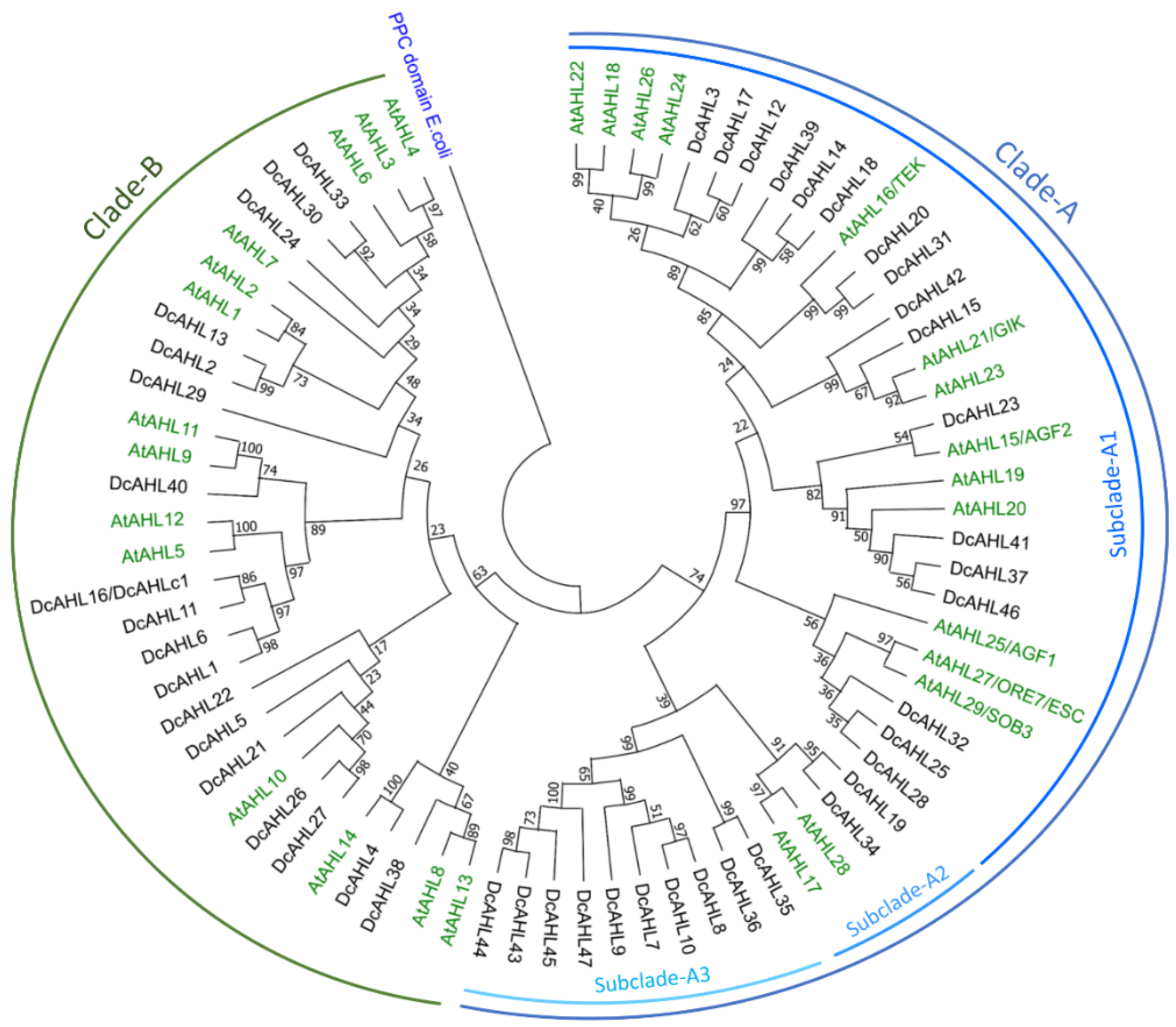 Characteristics of the AT-Hook Motif Containing Nuclear Localized (AHL ...