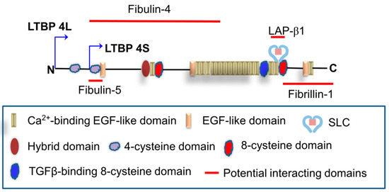 LTBP4 in Health and Disease