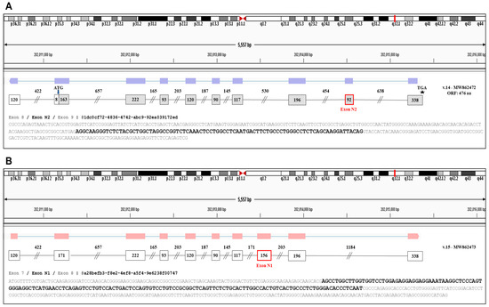 Nanopore Sequencing Unveils Diverse Transcript Variants of the ...