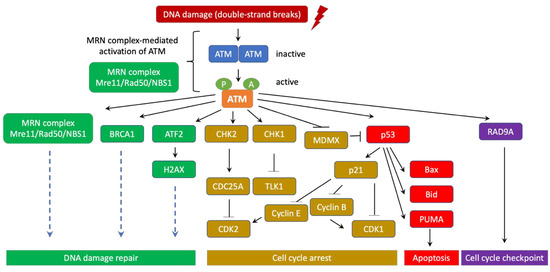 ATM: Main Features, Signaling Pathways, and Its Diverse Roles in DNA ...