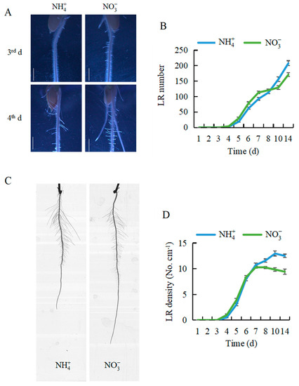 Nitrate Modulates Lateral Root Formation by Regulating the Auxin ...
