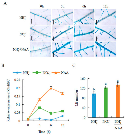 Nitrate Modulates Lateral Root Formation by Regulating the Auxin ...