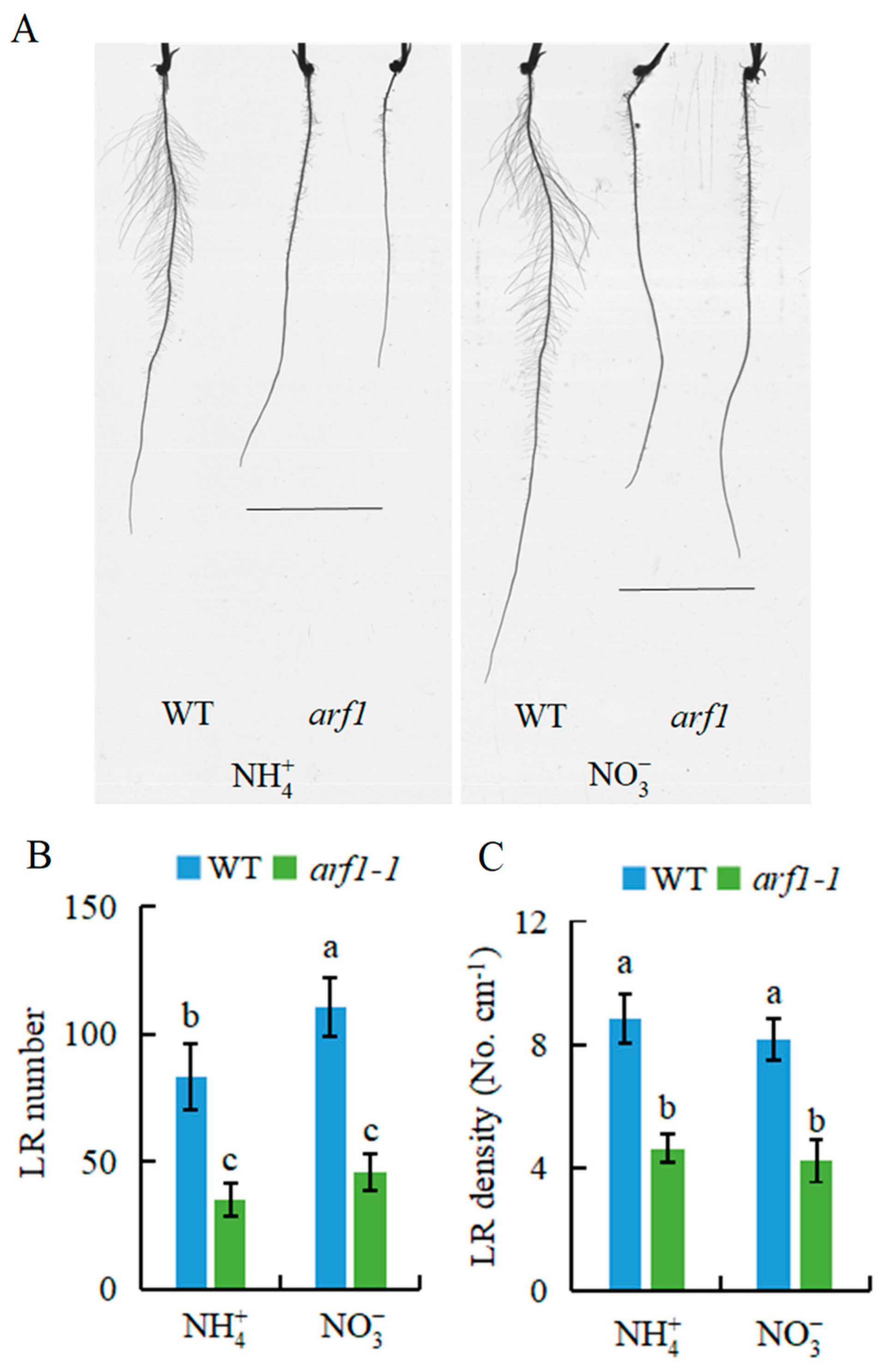 Nitrate Modulates Lateral Root Formation by Regulating the Auxin ...