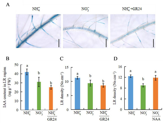 Nitrate Modulates Lateral Root Formation by Regulating the Auxin ...