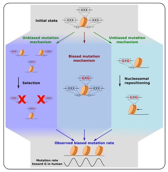 Coupling between Sequence-Mediated Nucleosome Organization and Genome ...