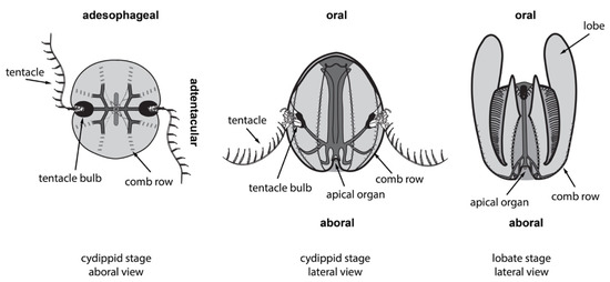 Ctenophora Comb Rows