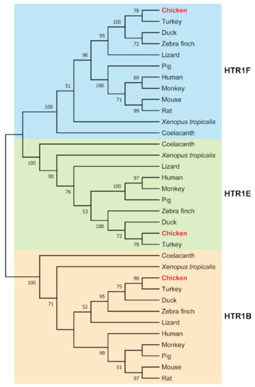 Molecular Cloning and Functional Characterization of Three 5-HT ...