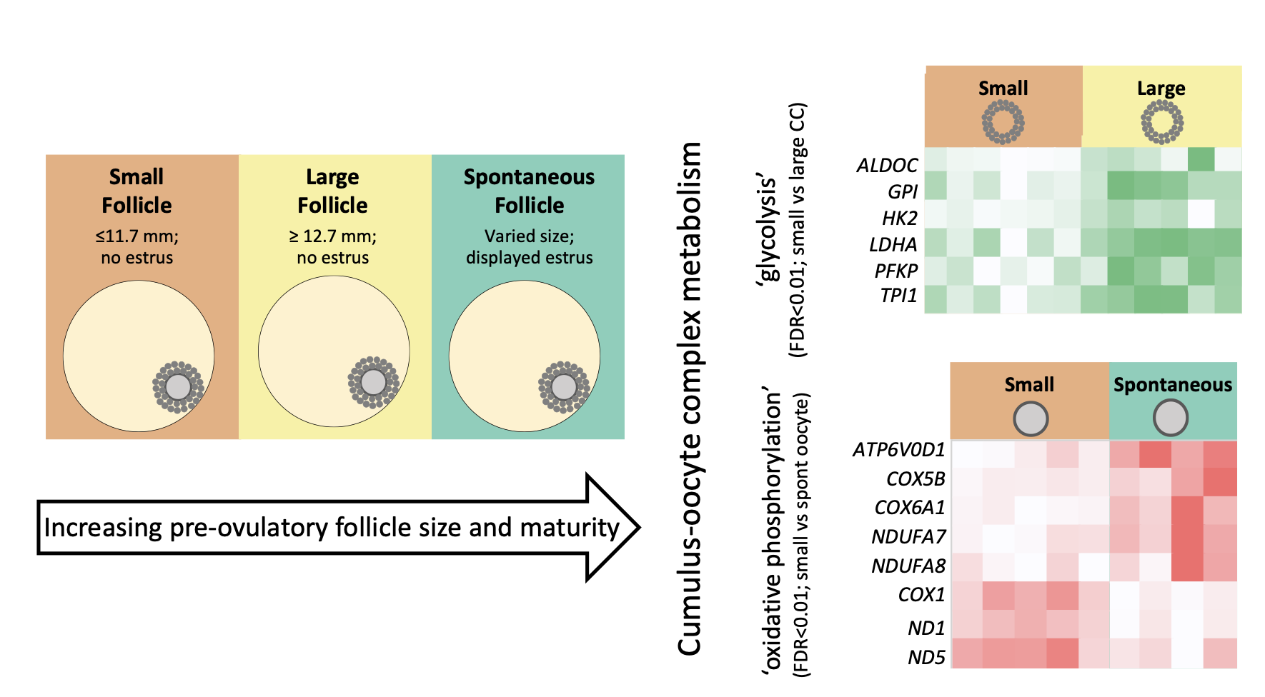 Genes | Free Full-Text | Differential Transcript Profiles in Cumulus ...