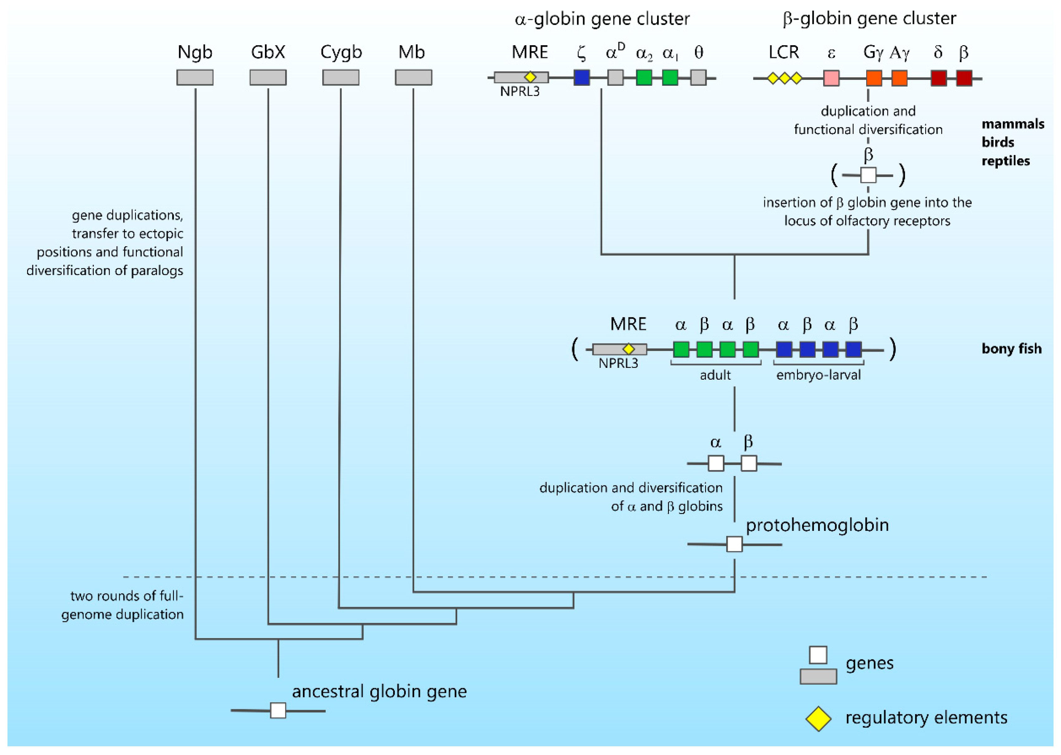 Co-Regulated Genes and Gene Clusters