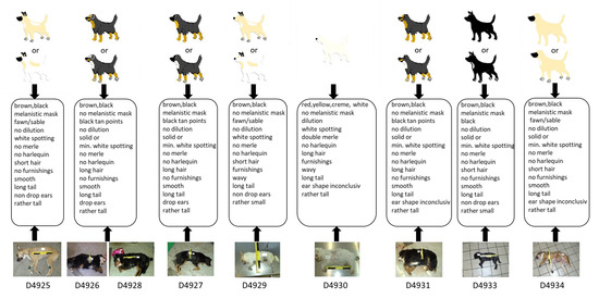 Towards Forensic DNA Phenotyping for Predicting Visible Traits in Dogs