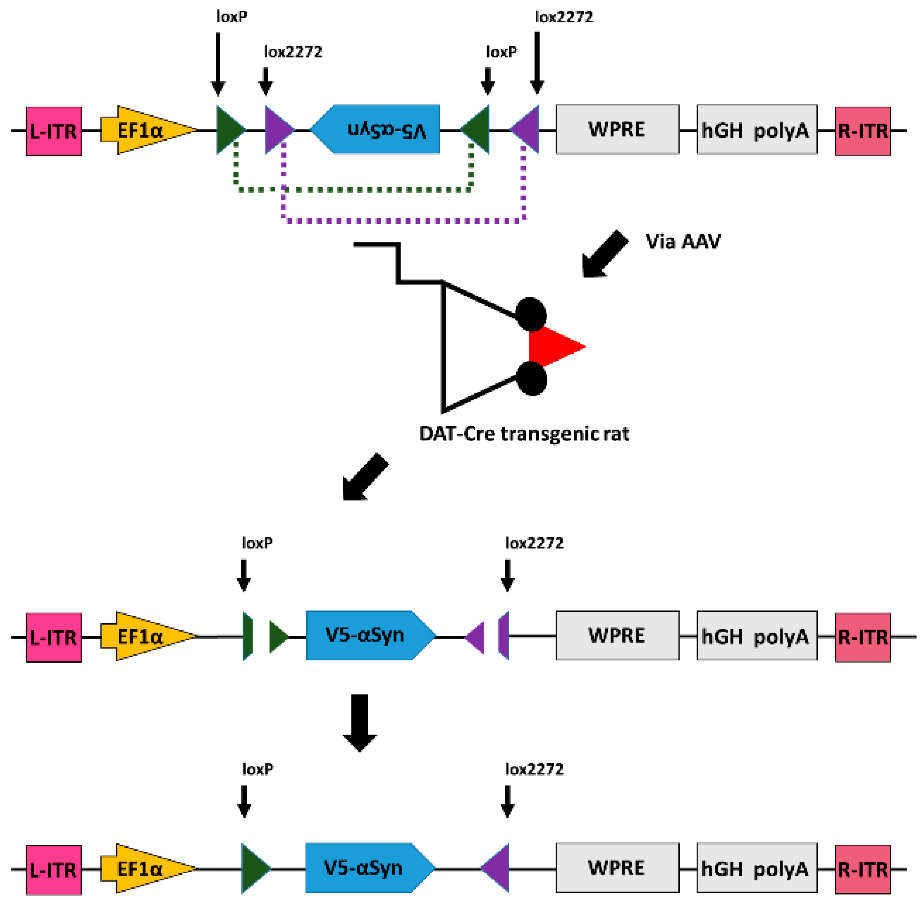Administration of AAV-Alpha Synuclein NAC Antibody Improves Locomotor Behavior in Rats ...