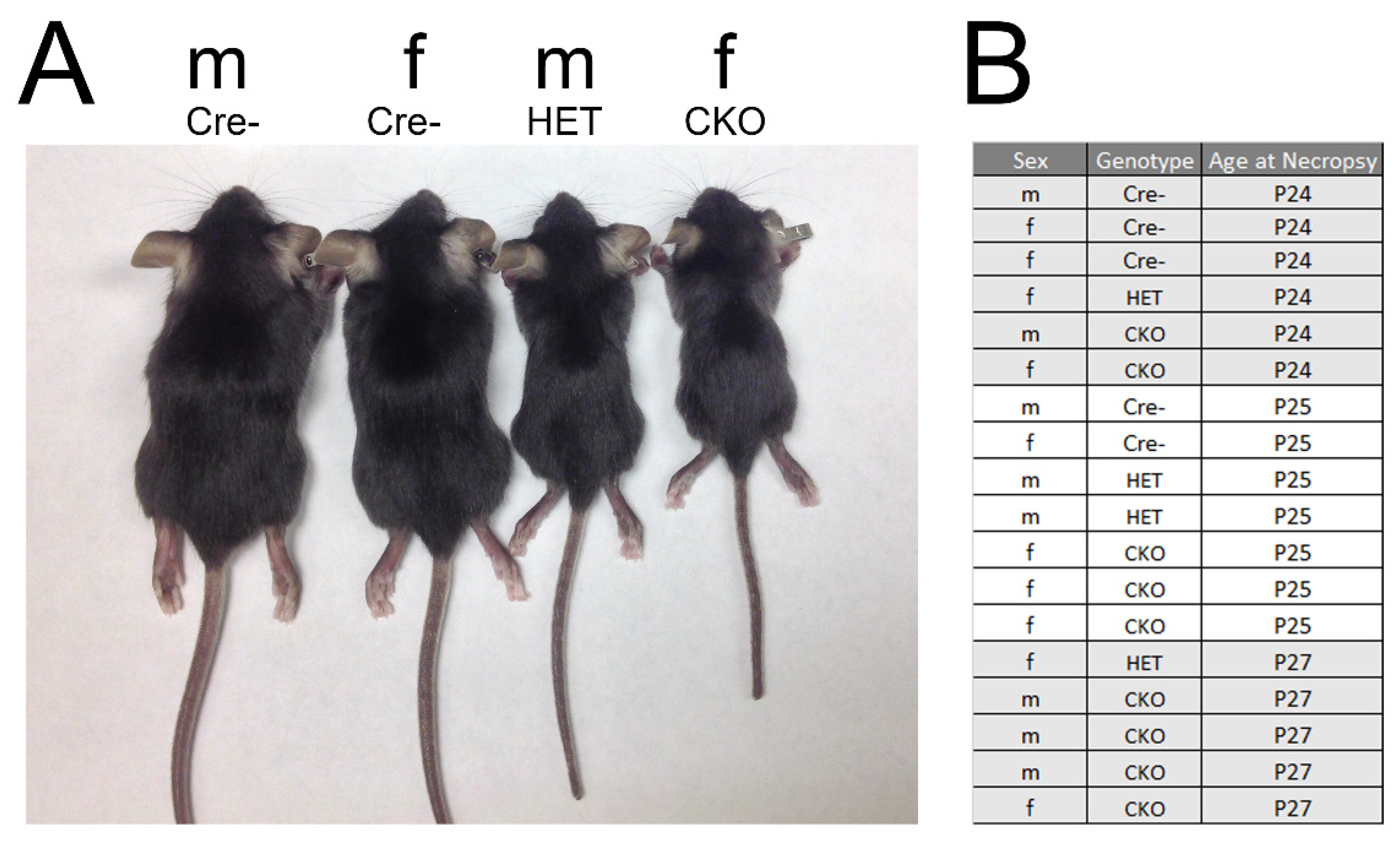 Skeletal Deformities in Osterix-Cre;Tgfbr2f/f Mice May Cause Postnatal ...