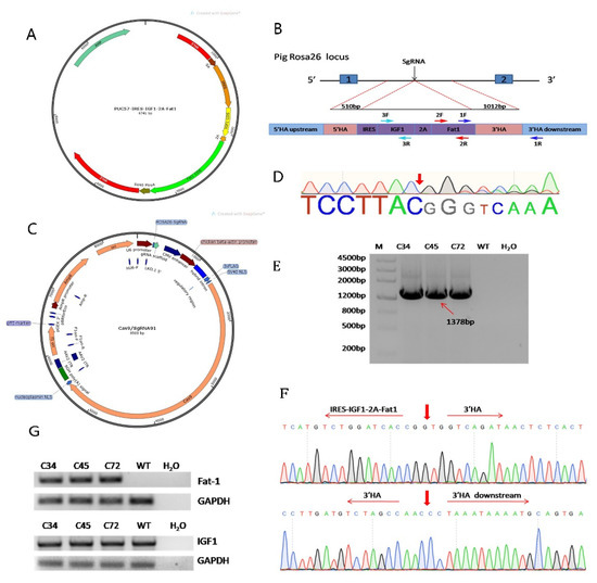 Genes | Free Full-Text | CRISPR/Cas9-Mediated Specific Integration of ...