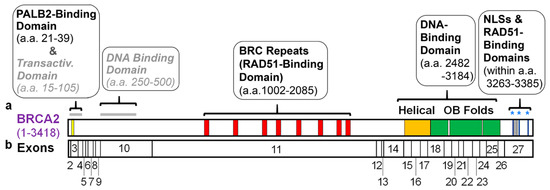 Understanding BRCA2 Function as a Tumor Suppressor Based on Domain ...