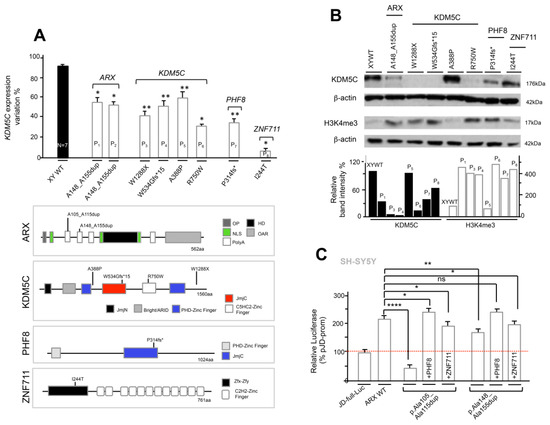 Analysis of a Set of KDM5C Regulatory Genes Mutated in ...