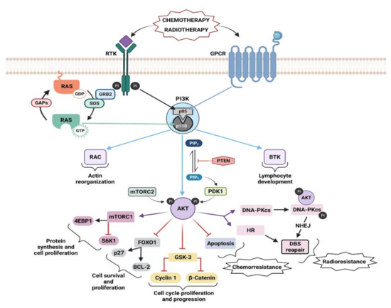 The Importance of Being PI3K in the RAS Signaling Network