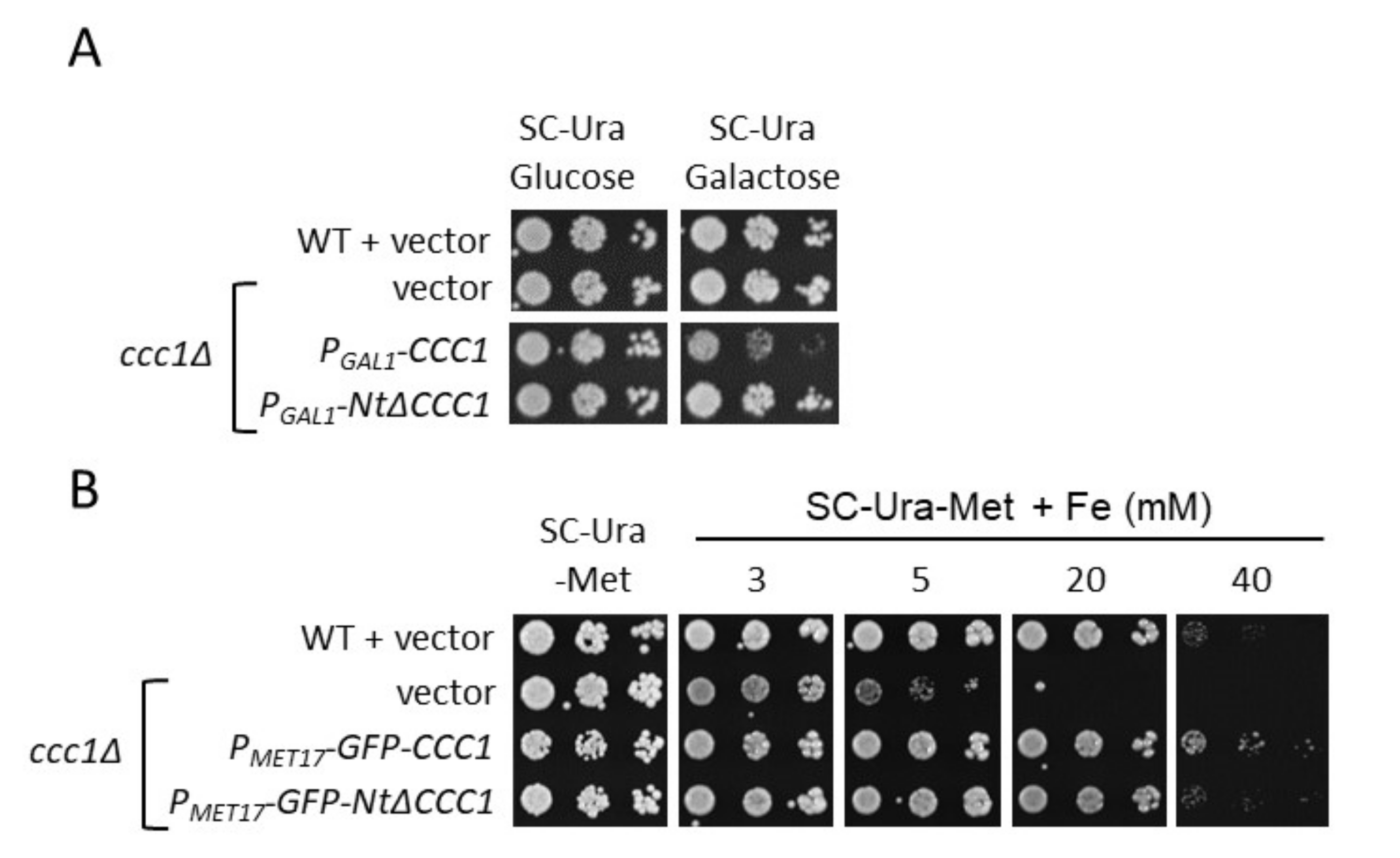 Expression of a Truncated Yeast Ccc1 Vacuolar Transporter Increases the ...