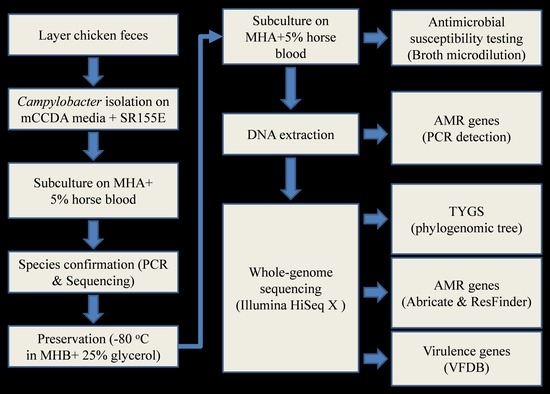 Genes | Free Full-Text | Genomic Characterization of Fluoroquinolone ...