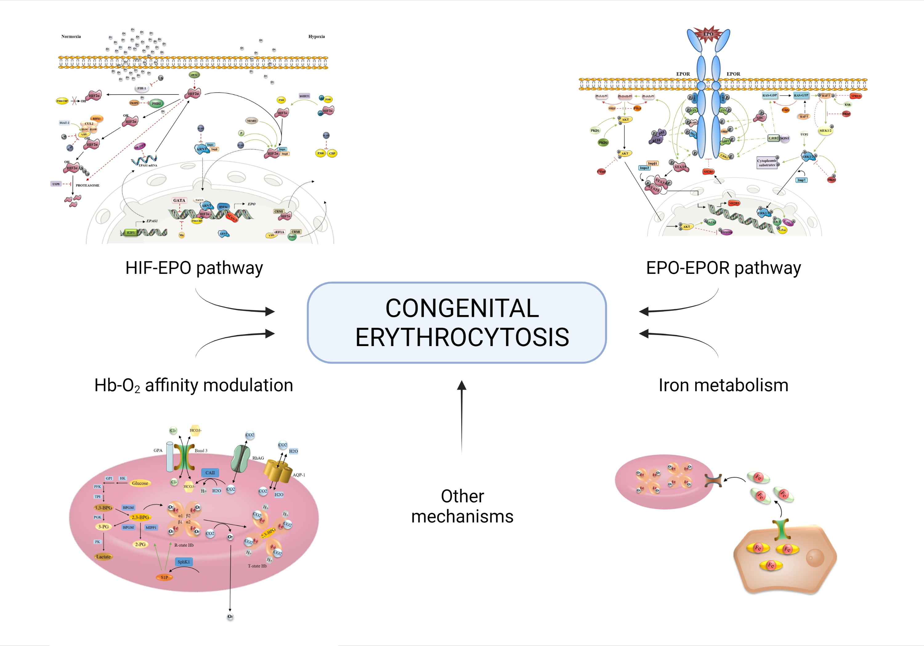 Genes | Free Full-Text | Molecular Pathways Involved in the Development ...