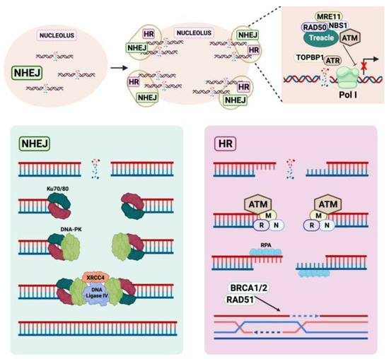 Genes | Free Full-Text | Harnessing the Nucleolar DNA Damage Response ...