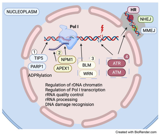 Genes | Special Issue : Study of Regulatory Mechanisms Associated with ...