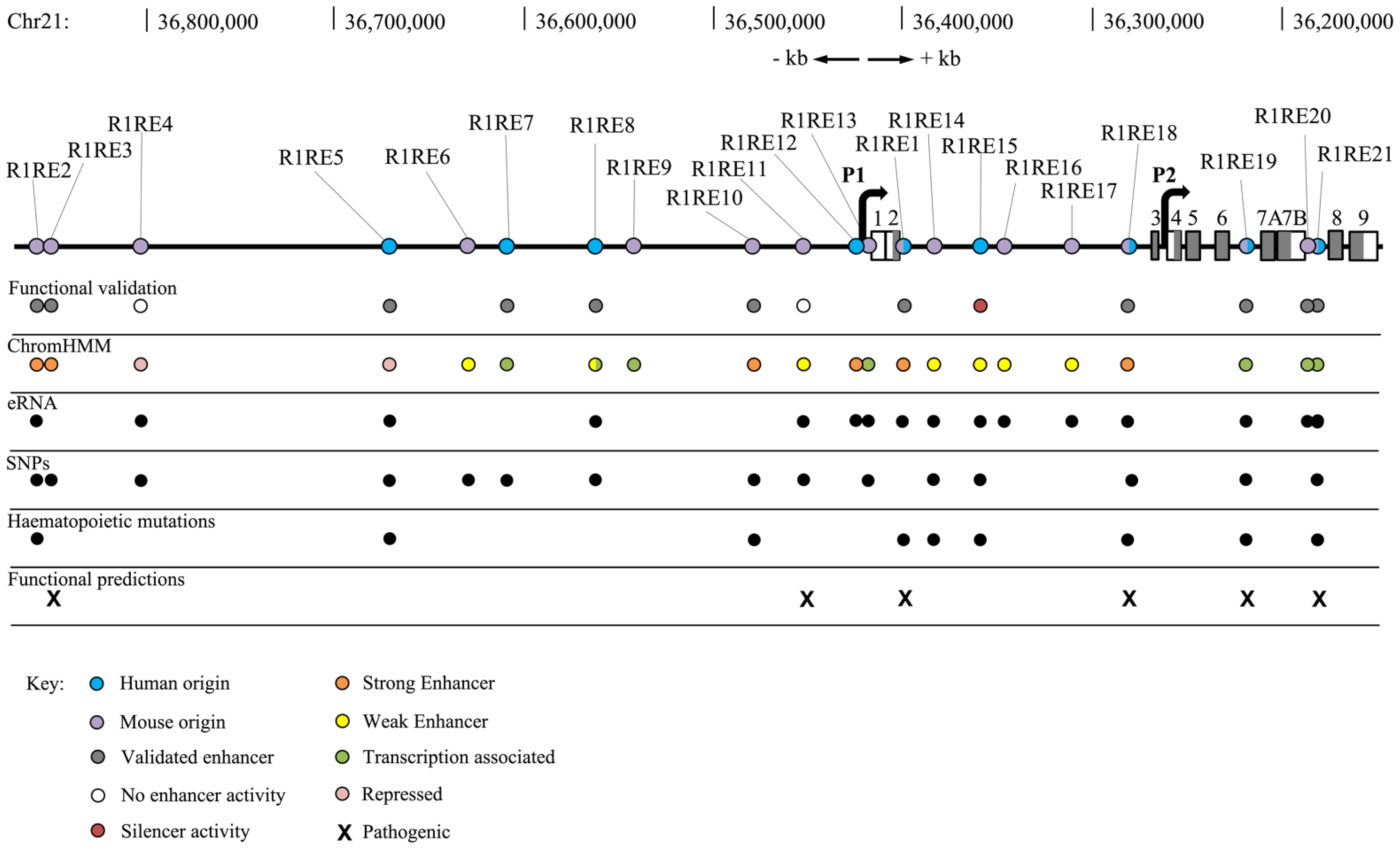 Genes | Free Full-Text | Transcriptional Regulation of RUNX1: An ...