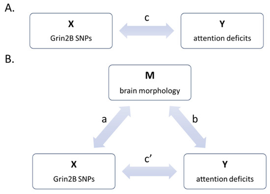 Brain Anatomical Mediators of GRIN2B Gene Association with Attention ...